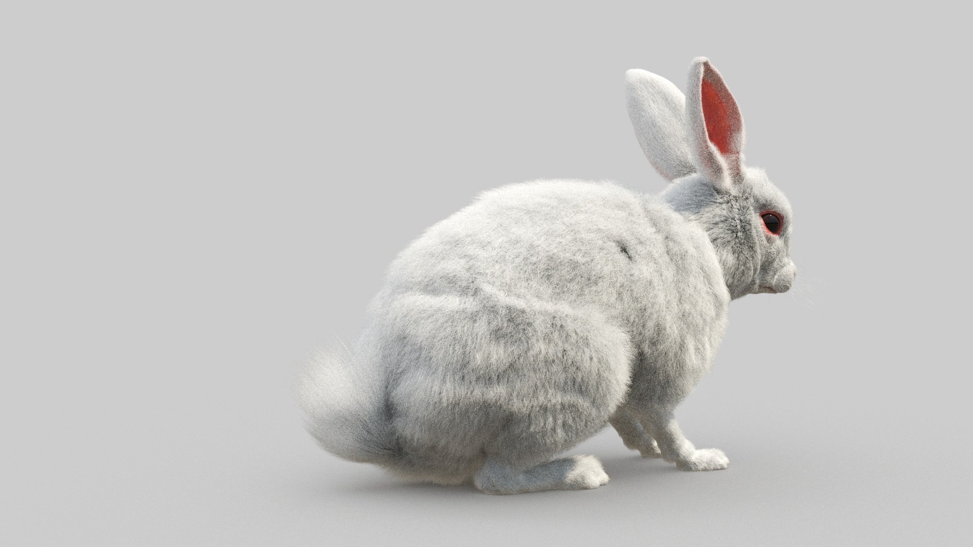 3D White Rabbit - TurboSquid 1796325
