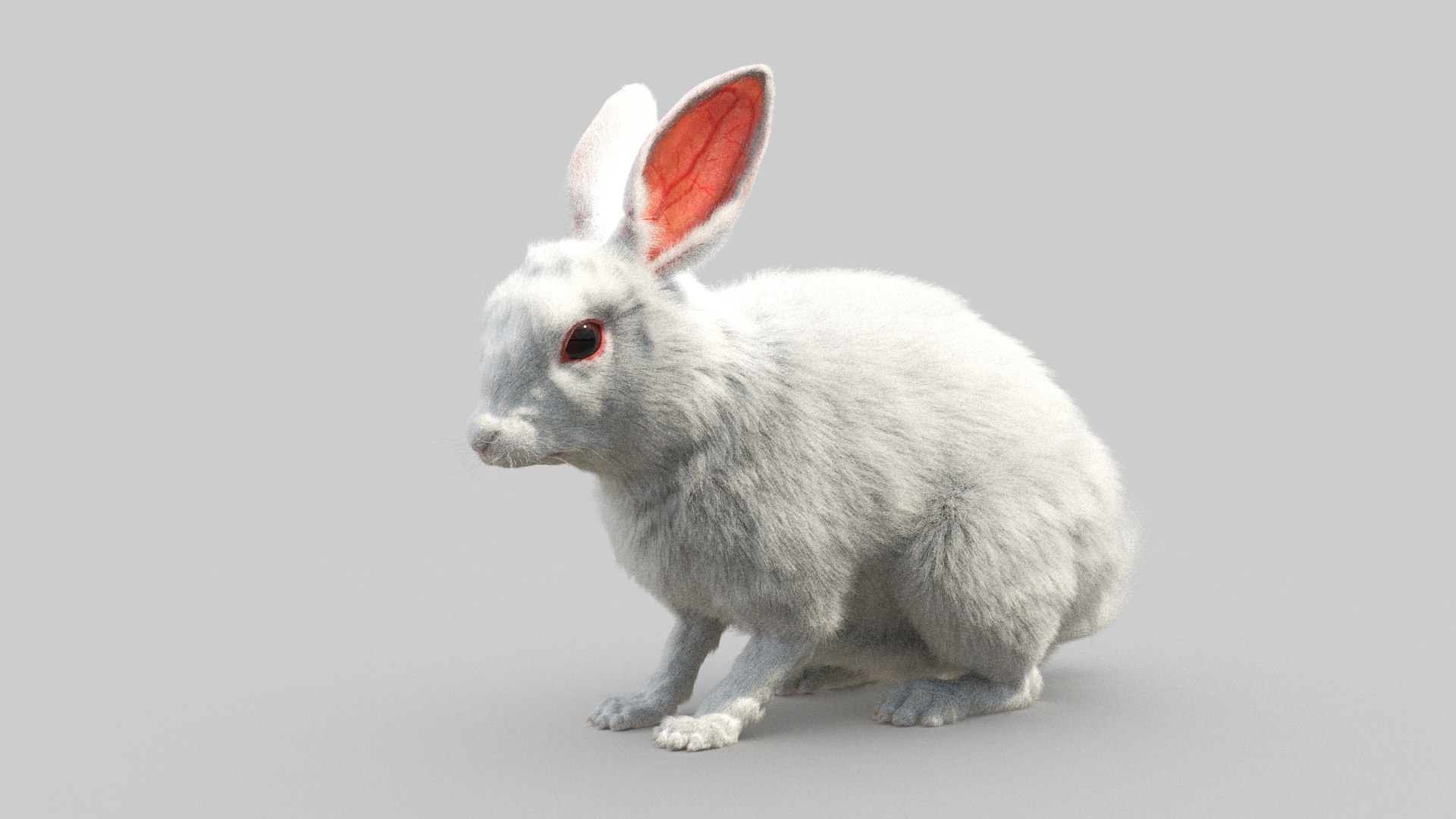 3D White Rabbit - TurboSquid 1796325