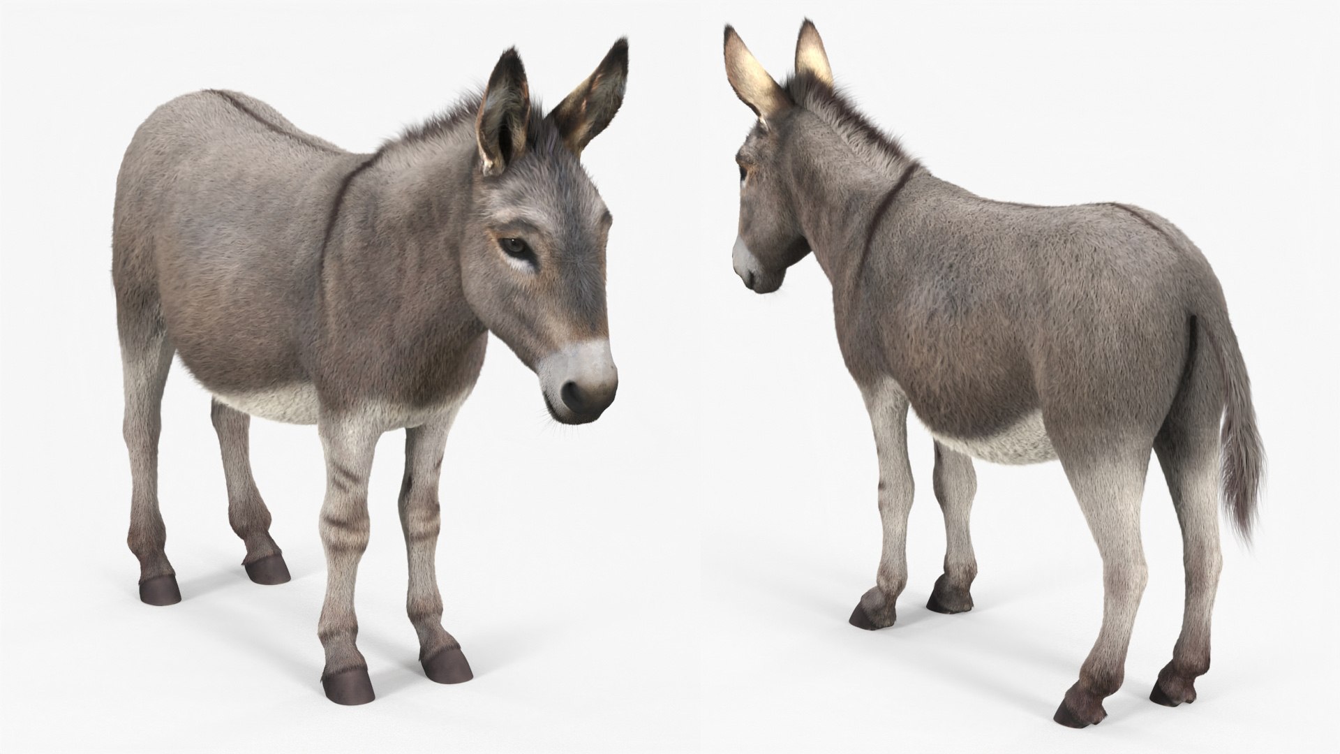 3D Domestic Donkey Standing Fur Model - TurboSquid 2446366