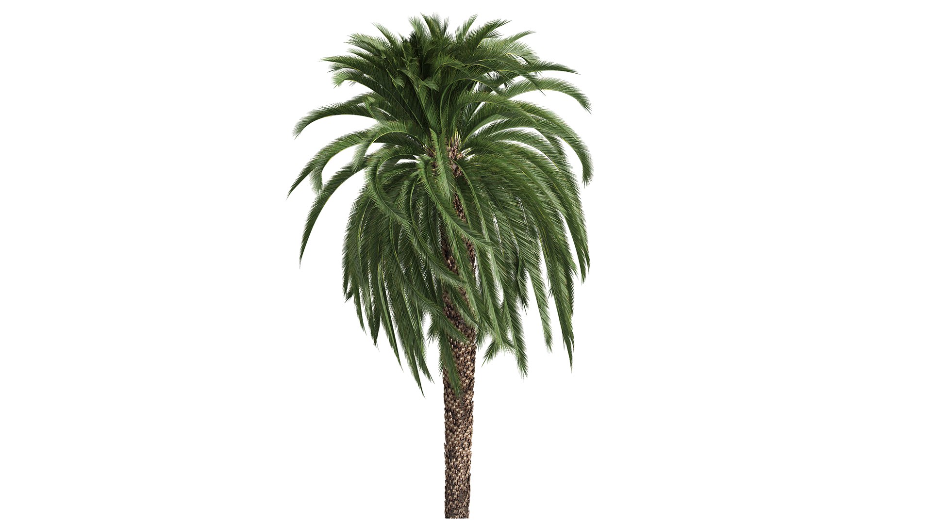 New Tree High Detail Macrozamia Moorei Palm Tall 3D Model - TurboSquid ...
