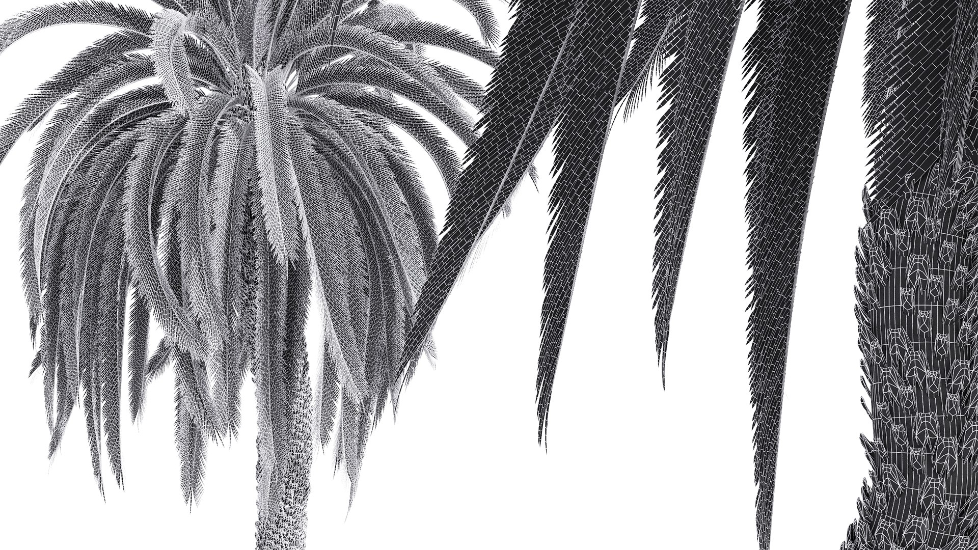New Tree High Detail Macrozamia Moorei Palm Tall 3D Model - TurboSquid ...