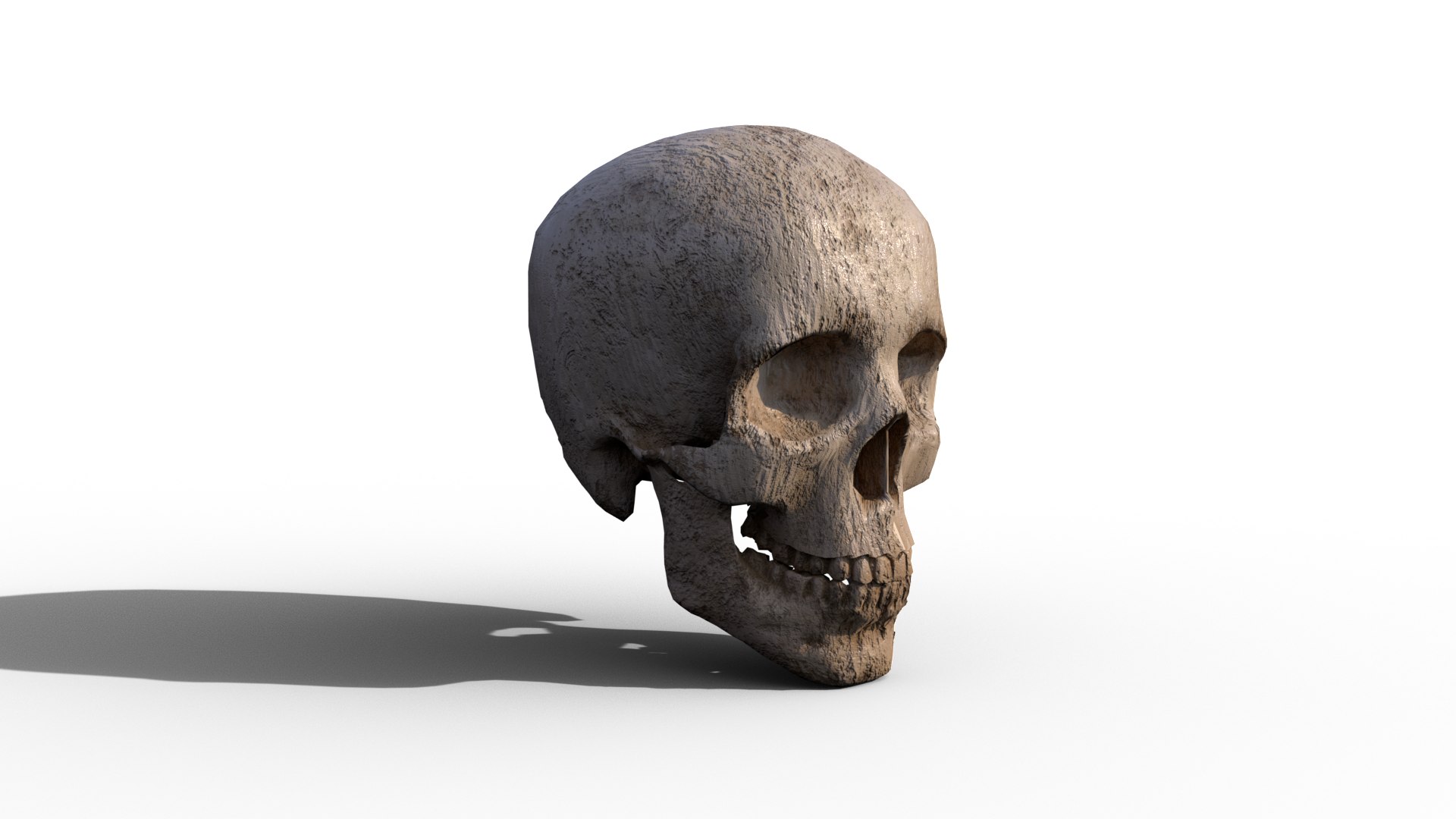 Skull Model - TurboSquid 1927788