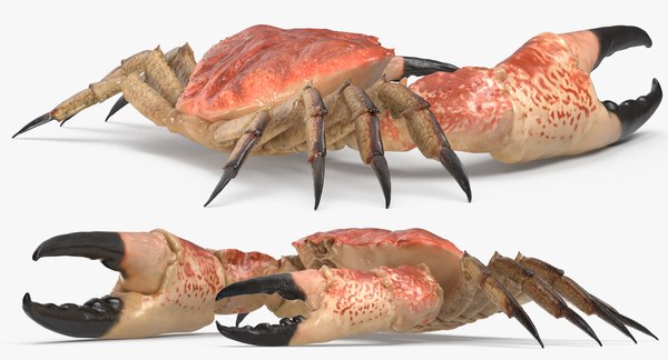 tasmanian giant crab rigged ma