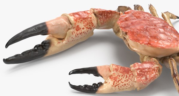 tasmanian giant crab rigged ma