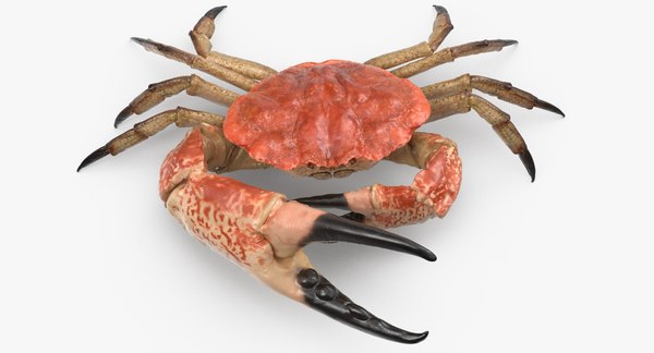 tasmanian giant crab rigged ma