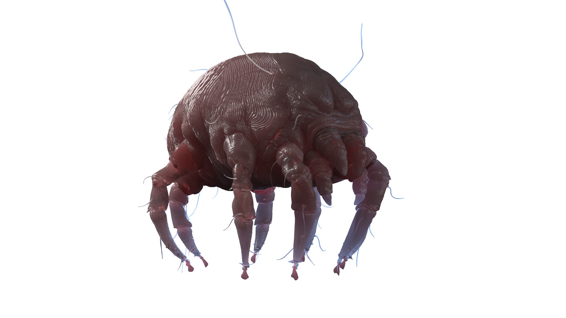 Dust Mite 3D - TurboSquid 1962273