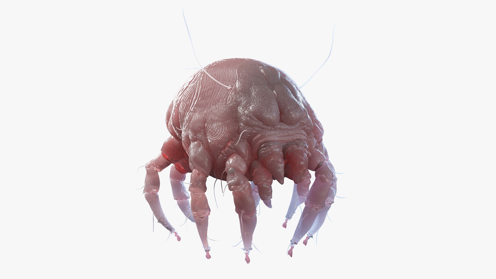 Dust Mite 3D - TurboSquid 1962273