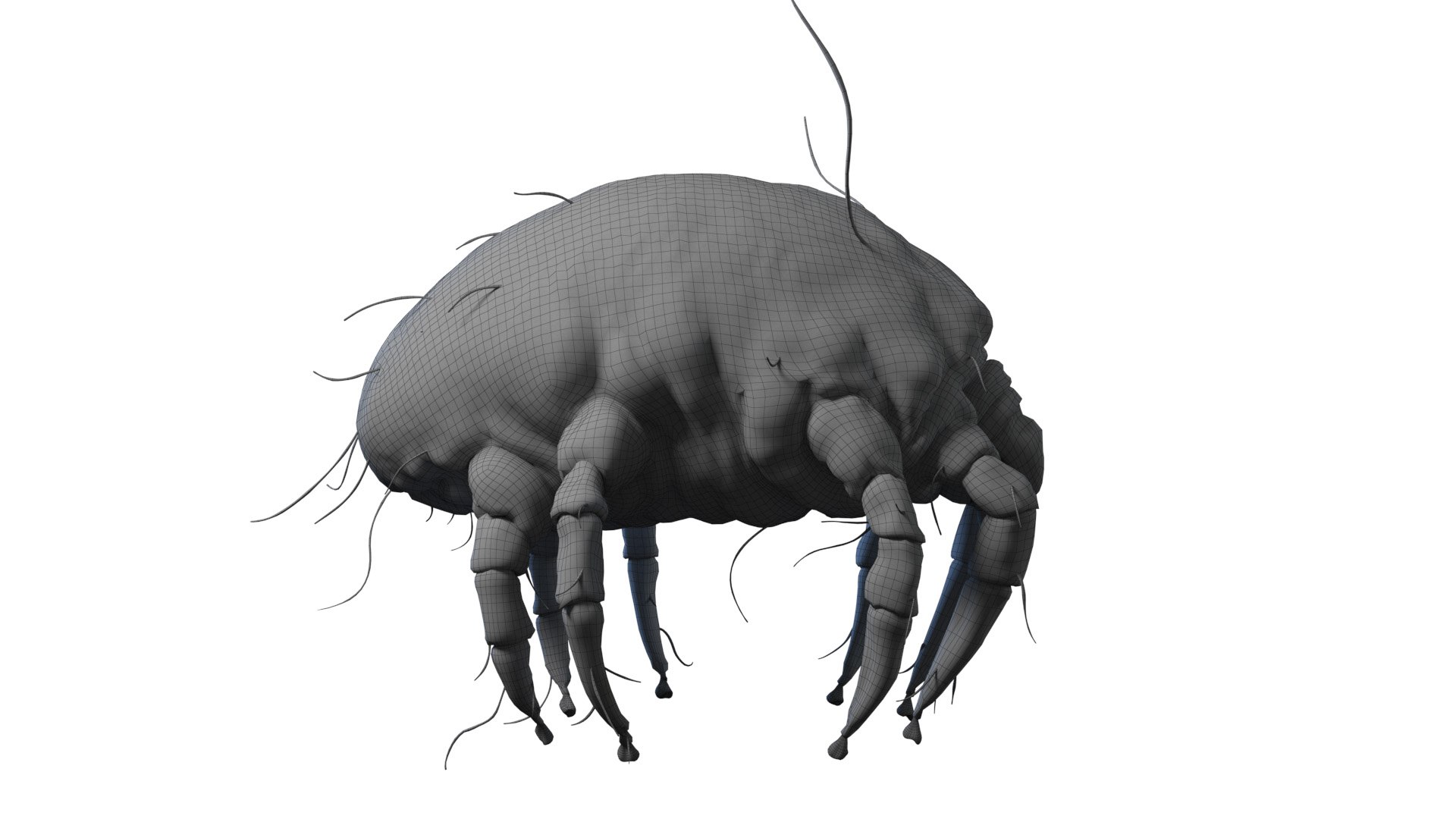 Dust Mite 3D - TurboSquid 1962273