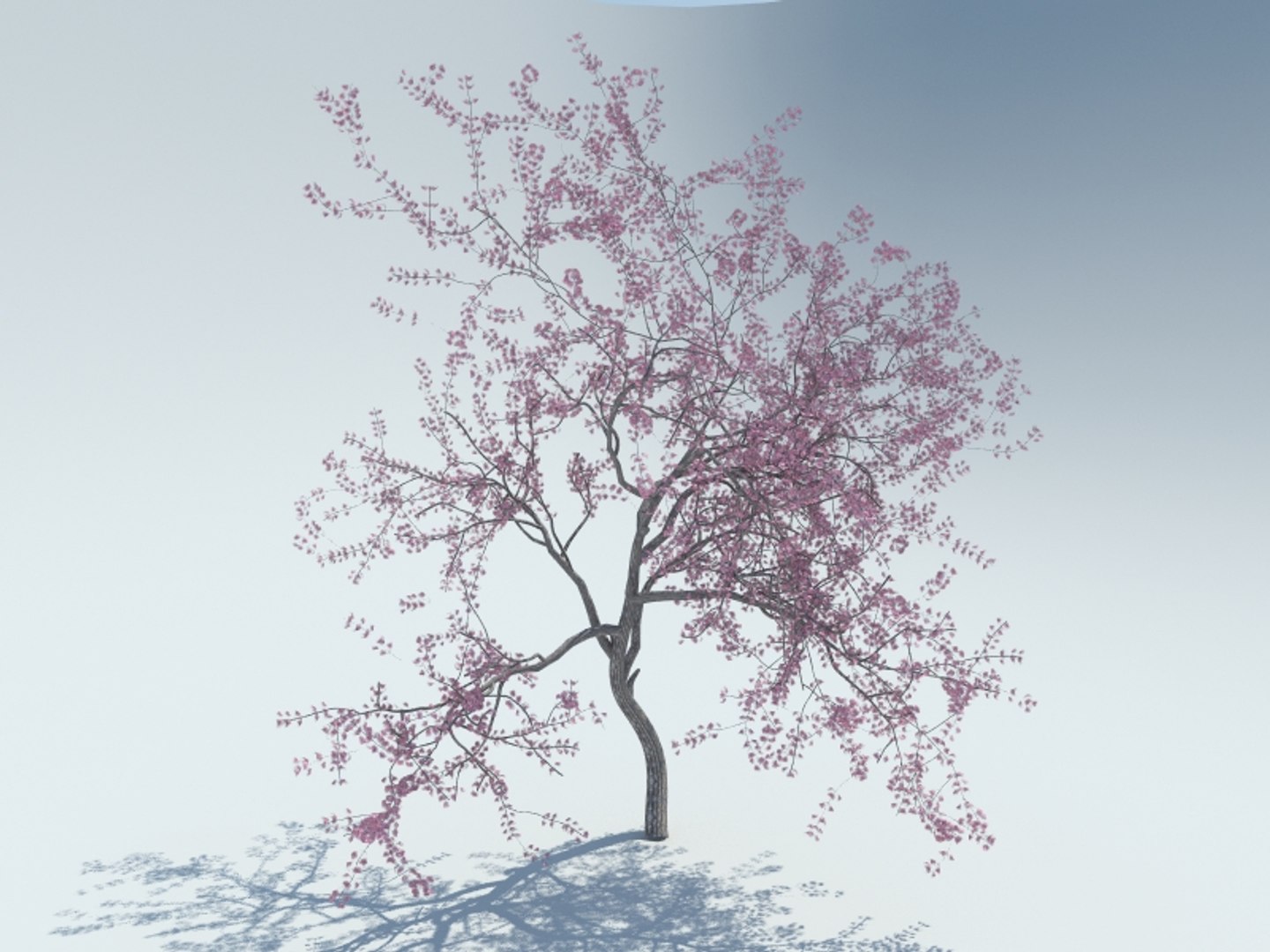 3d Realistic Sakura Tree Model