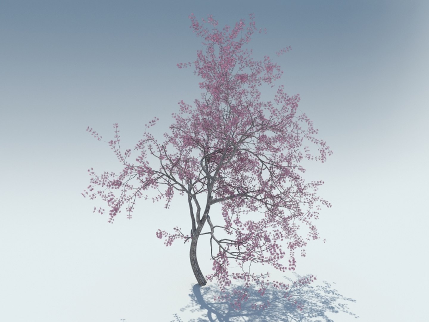 3d Realistic Sakura Tree Model