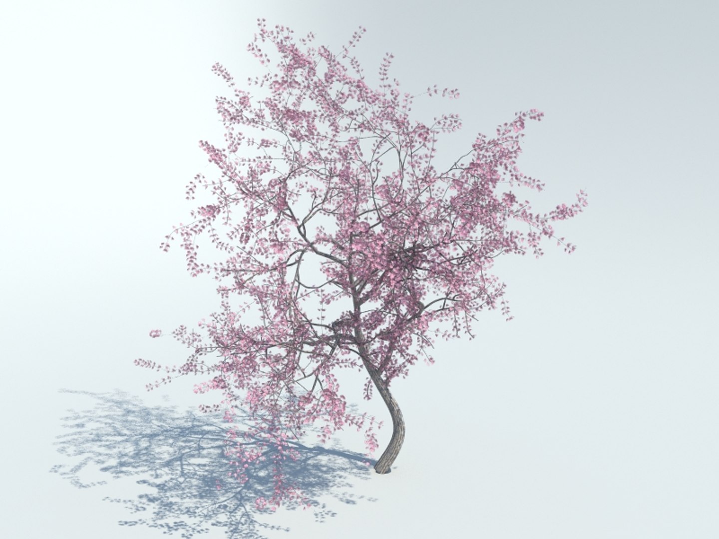 3d Realistic Sakura Tree Model