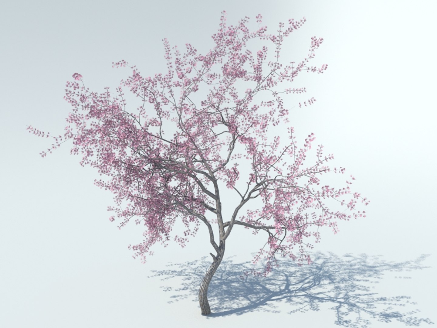3d Realistic Sakura Tree Model