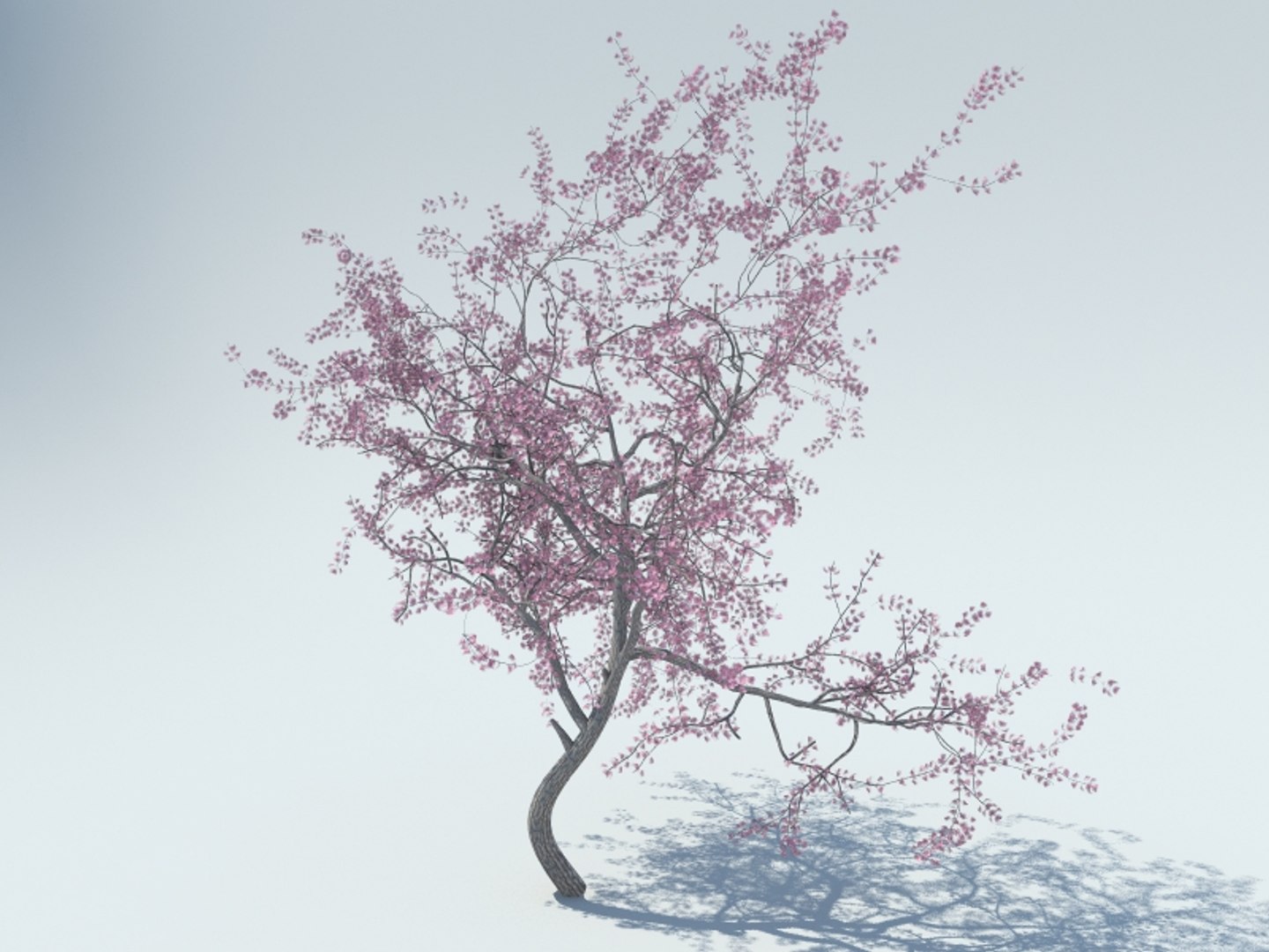 3d Realistic Sakura Tree Model