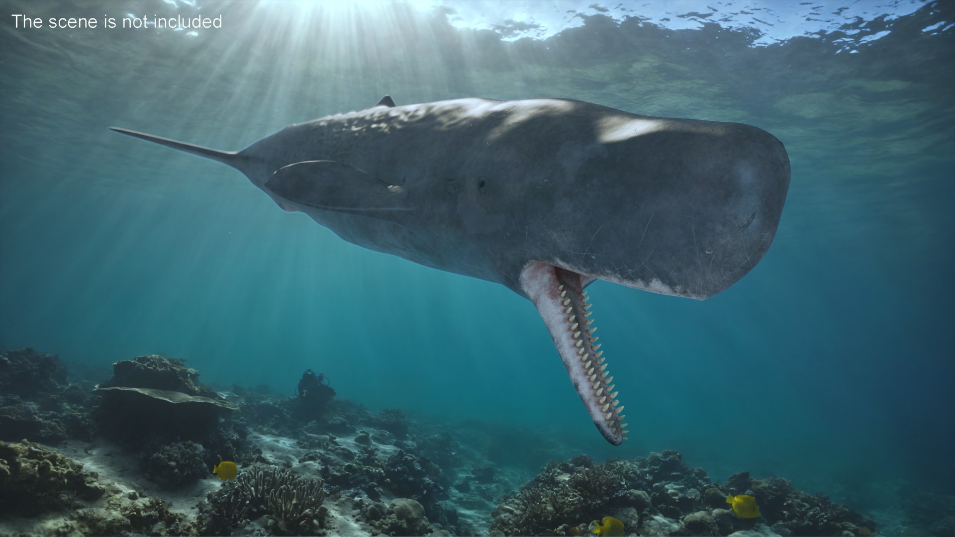 Sperm Whale Basic Pose 3D - TurboSquid 2146906