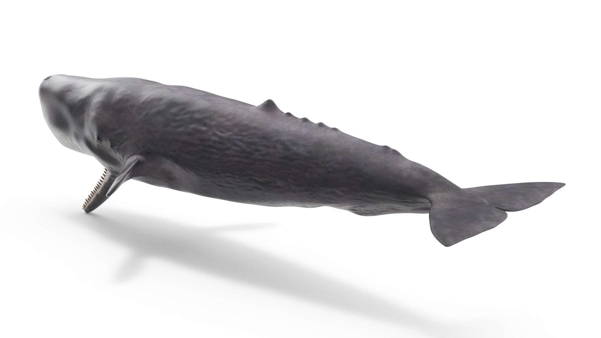 Sperm Whale Basic Pose 3D - TurboSquid 2146906
