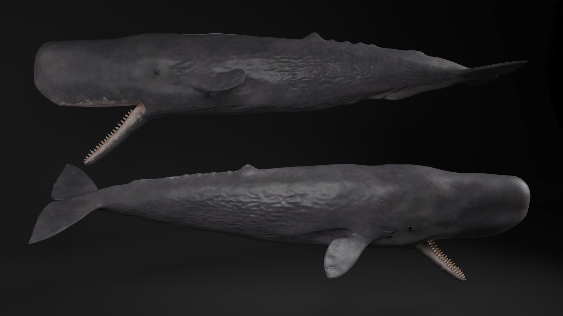 Sperm Whale Basic Pose 3D - TurboSquid 2146906