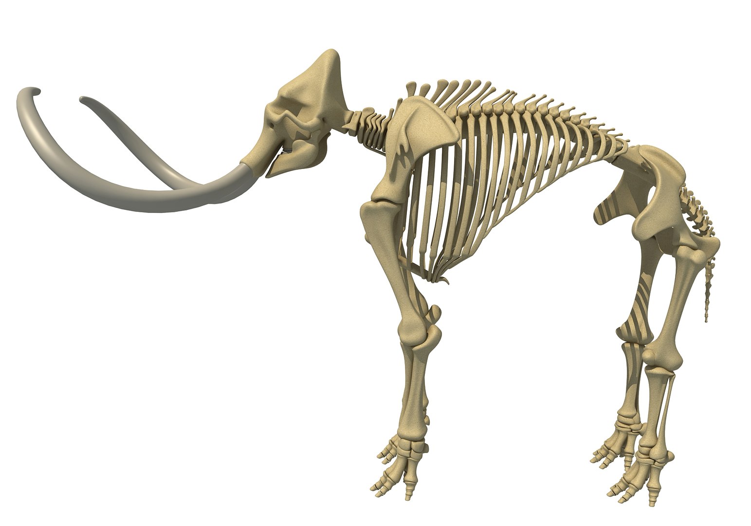 Mammoth Skeleton Model - TurboSquid 1233399