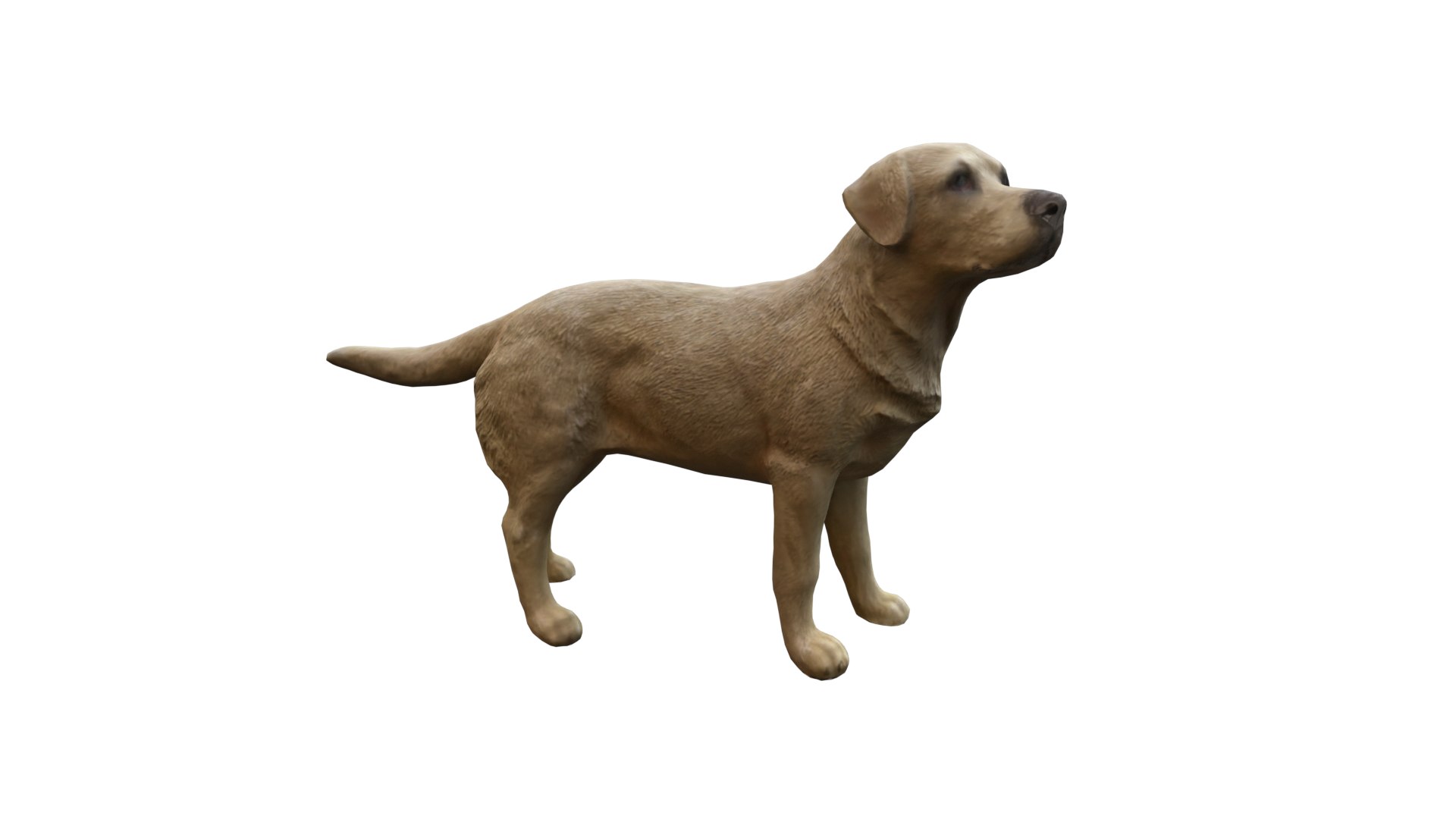 Labrador 3D Model - TurboSquid 2188654