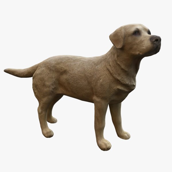 modelo 3d Labrador - TurboSquid 2188654