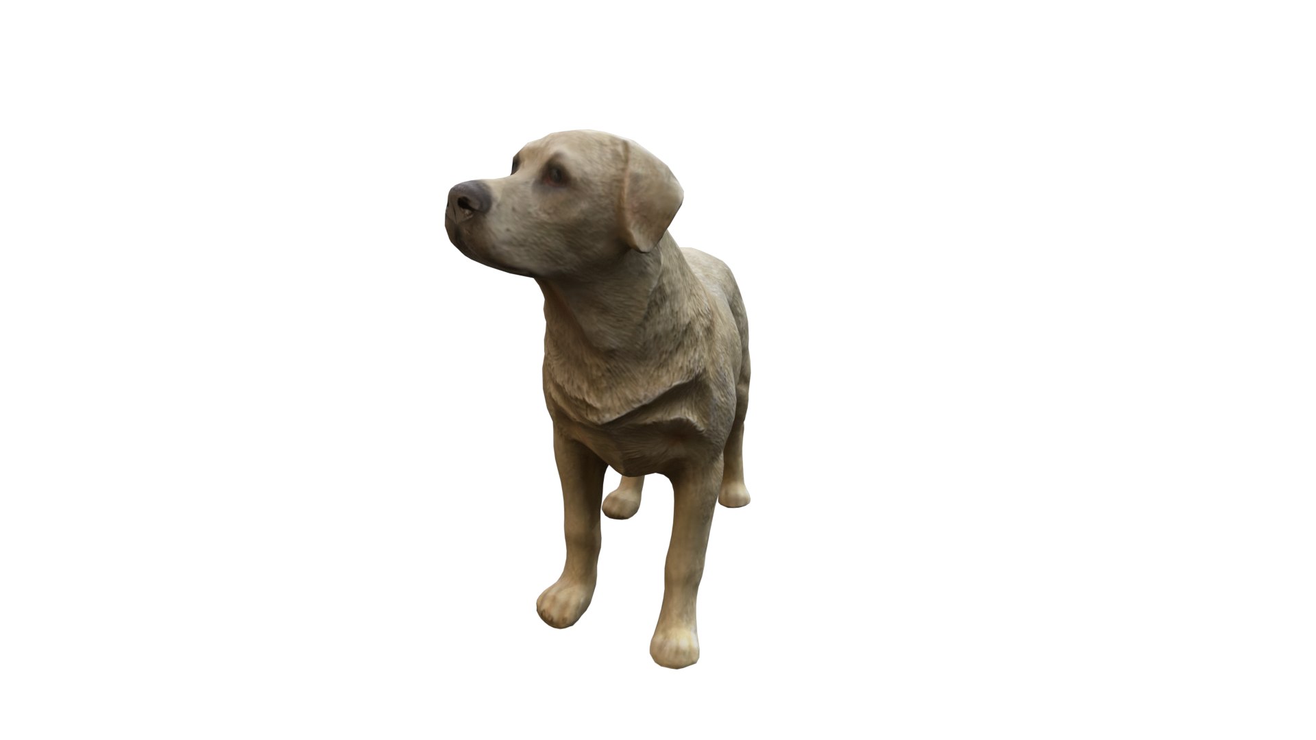 Labrador 3D Model - TurboSquid 2188654