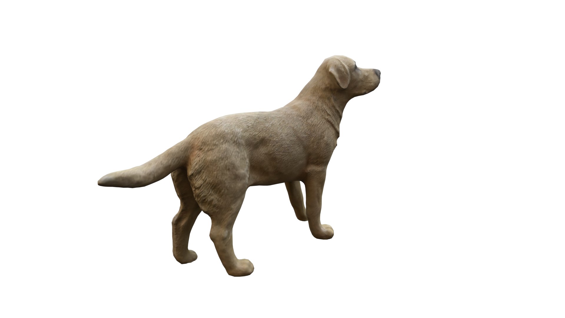 Labrador 3D Model - TurboSquid 2188654