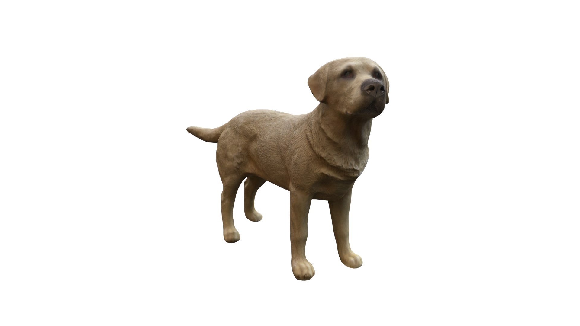 Labrador 3D Model - TurboSquid 2188654