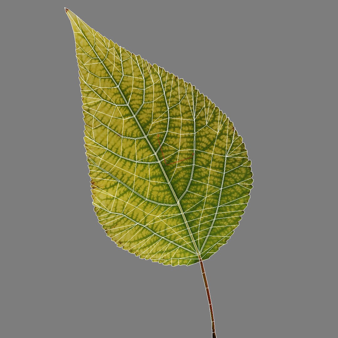 3ds max autumn leaf