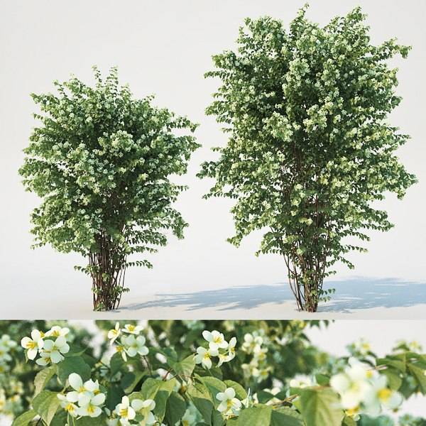 3D philadelphus model - TurboSquid 1205418