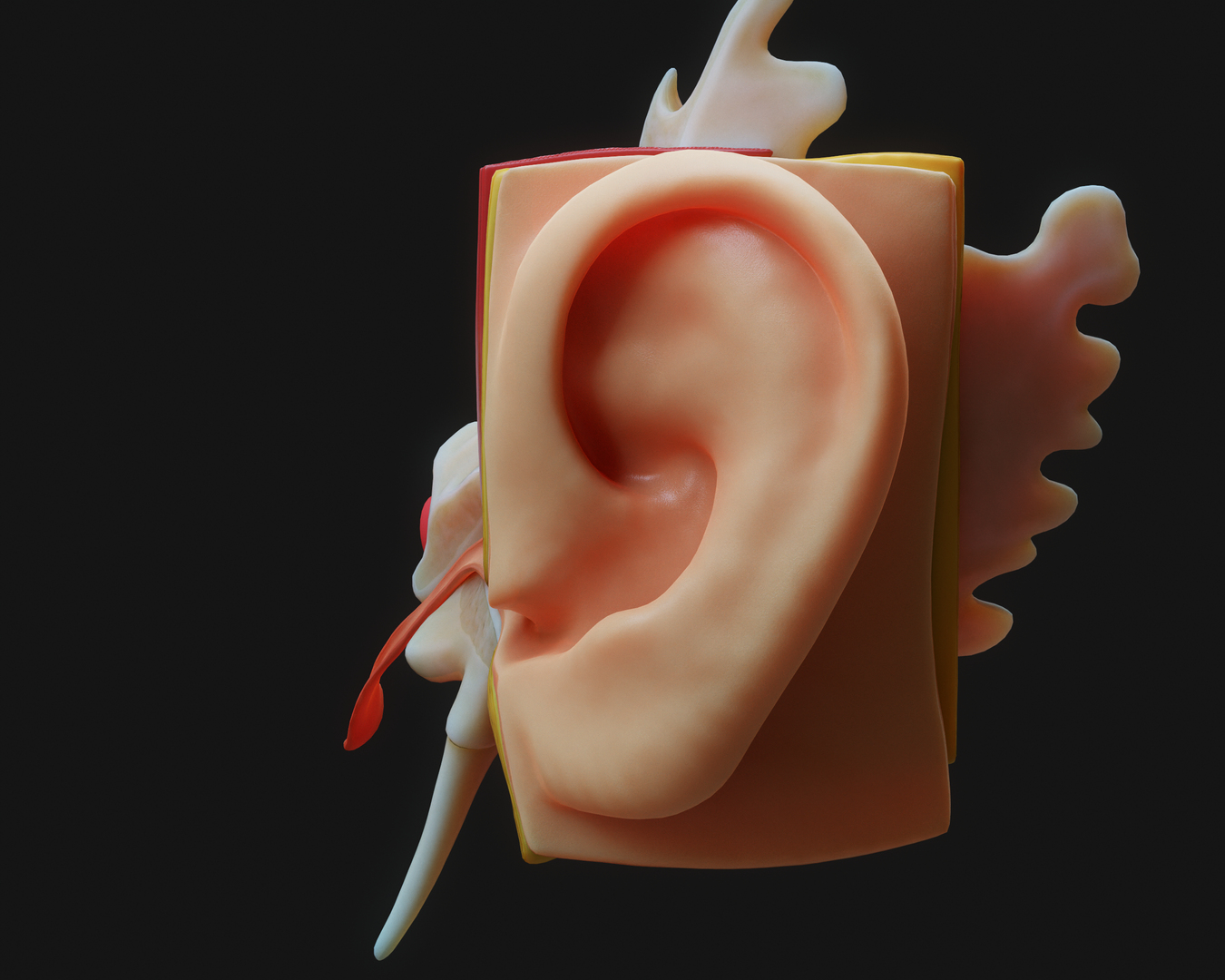 Anatomy ear 3D - TurboSquid 1696378