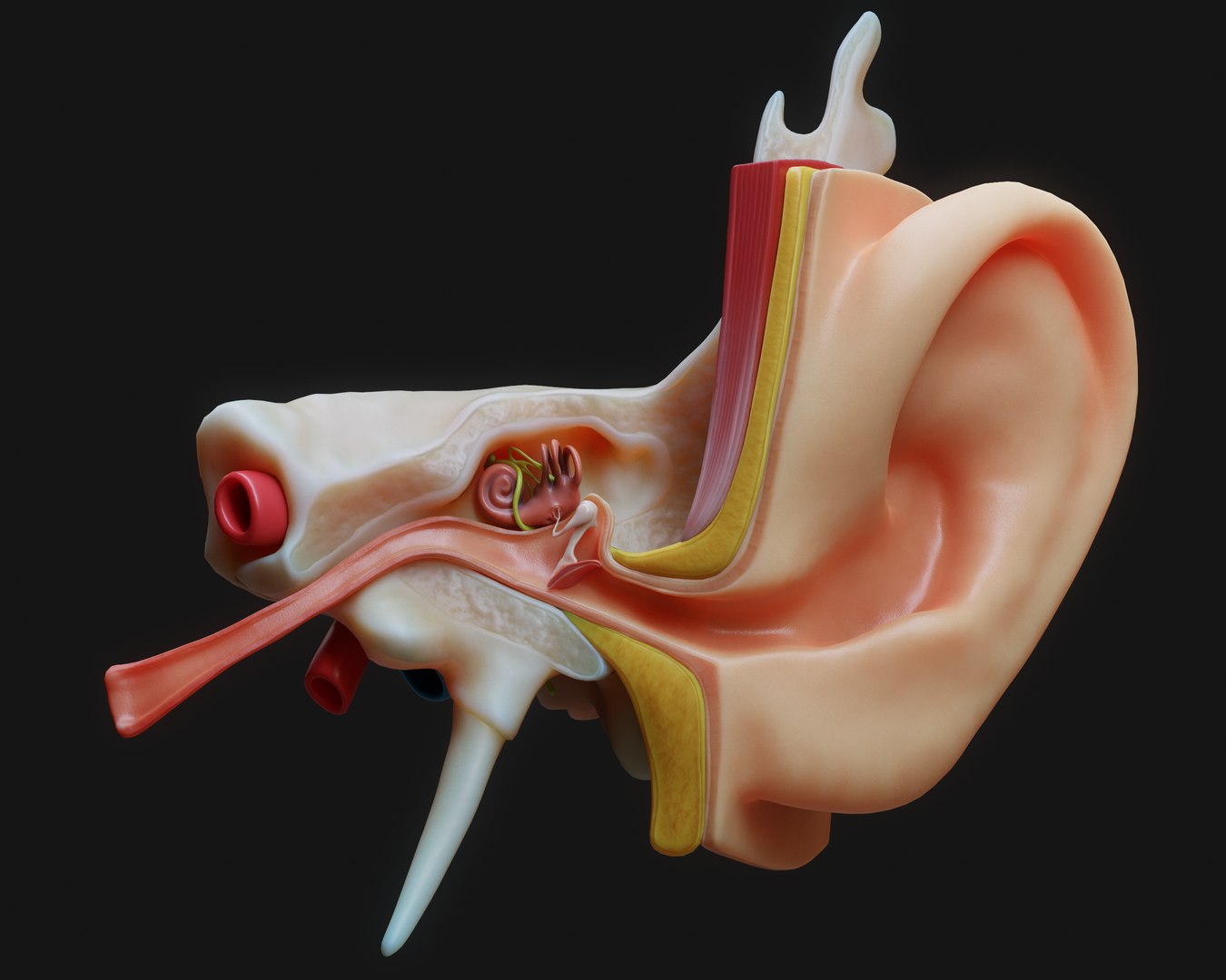 Anatomy Ear 3D - TurboSquid 1696378