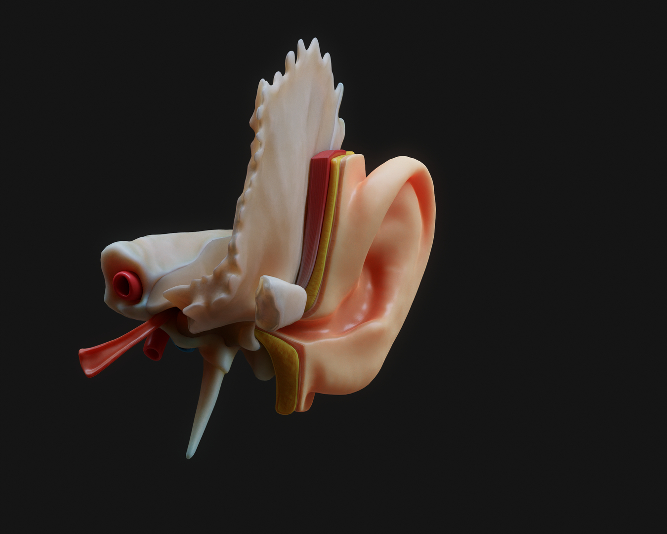 Anatomy Ear 3D - TurboSquid 1696378