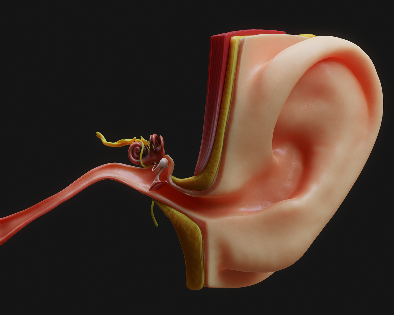 Anatomy ear 3D - TurboSquid 1696378