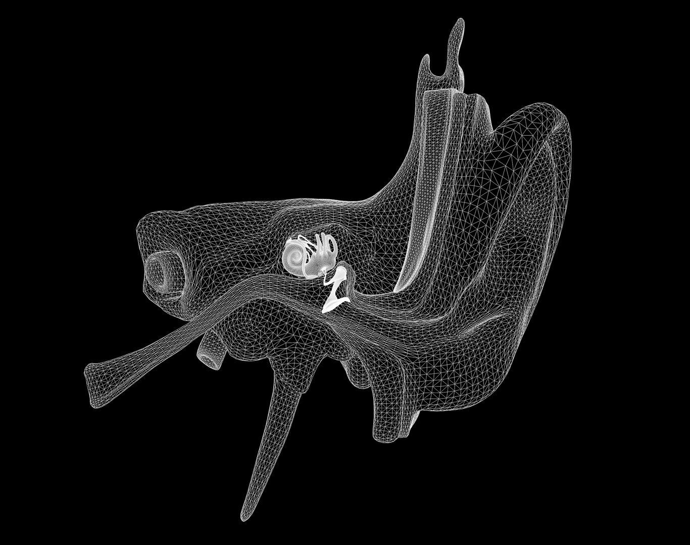 Anatomy Ear 3D - TurboSquid 1696378