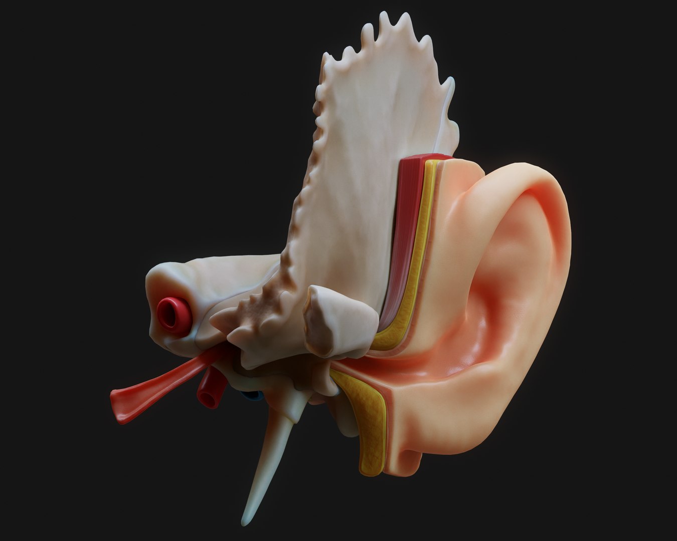 Anatomy Ear 3D - TurboSquid 1696378