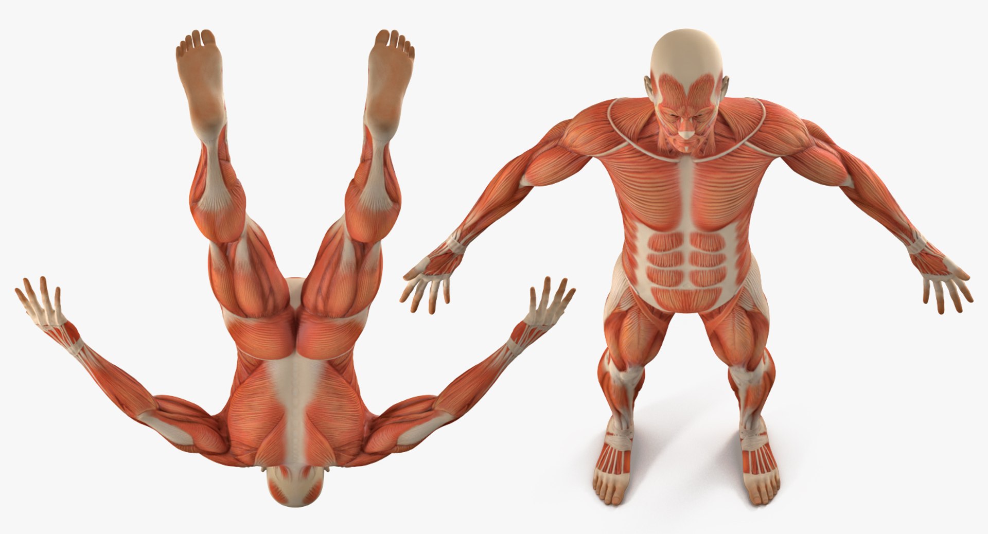 Anatomy Male Muscular Rigged Model - TurboSquid 1243893