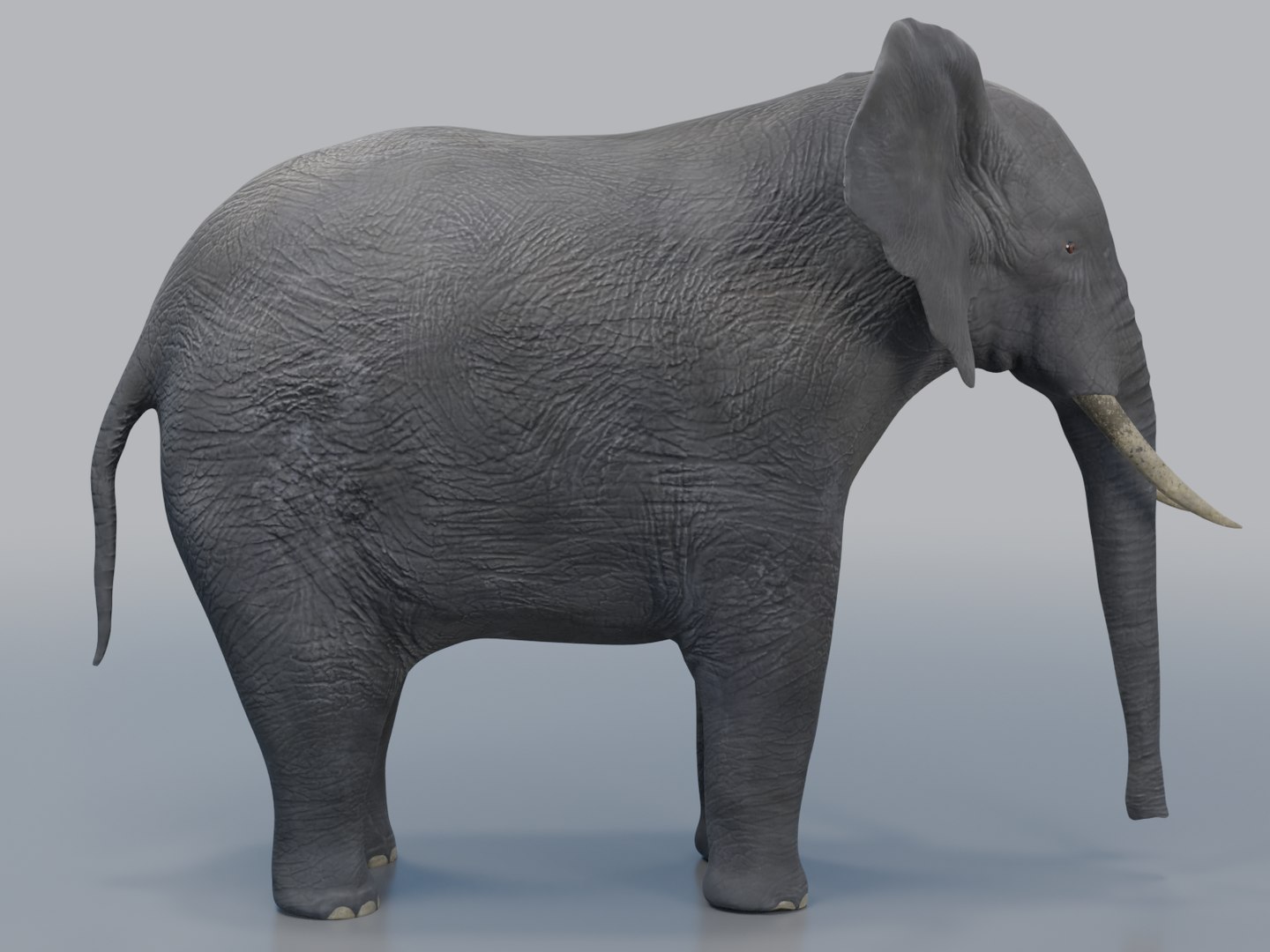 3D African Elephant - TurboSquid 1271695