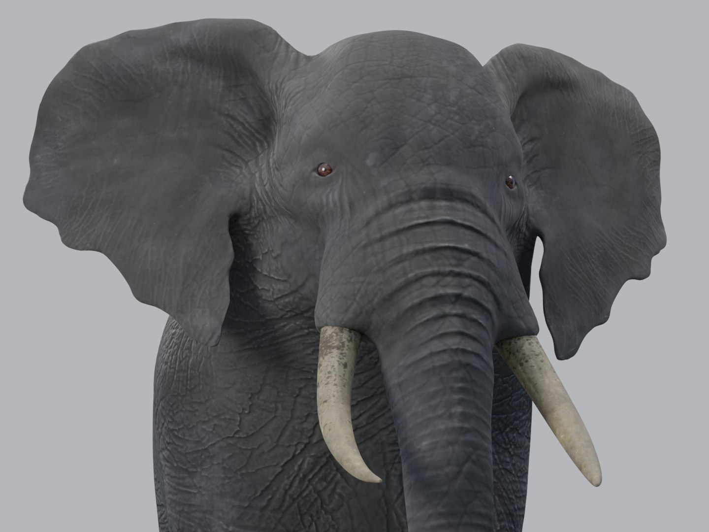 3D African Elephant - TurboSquid 1271695
