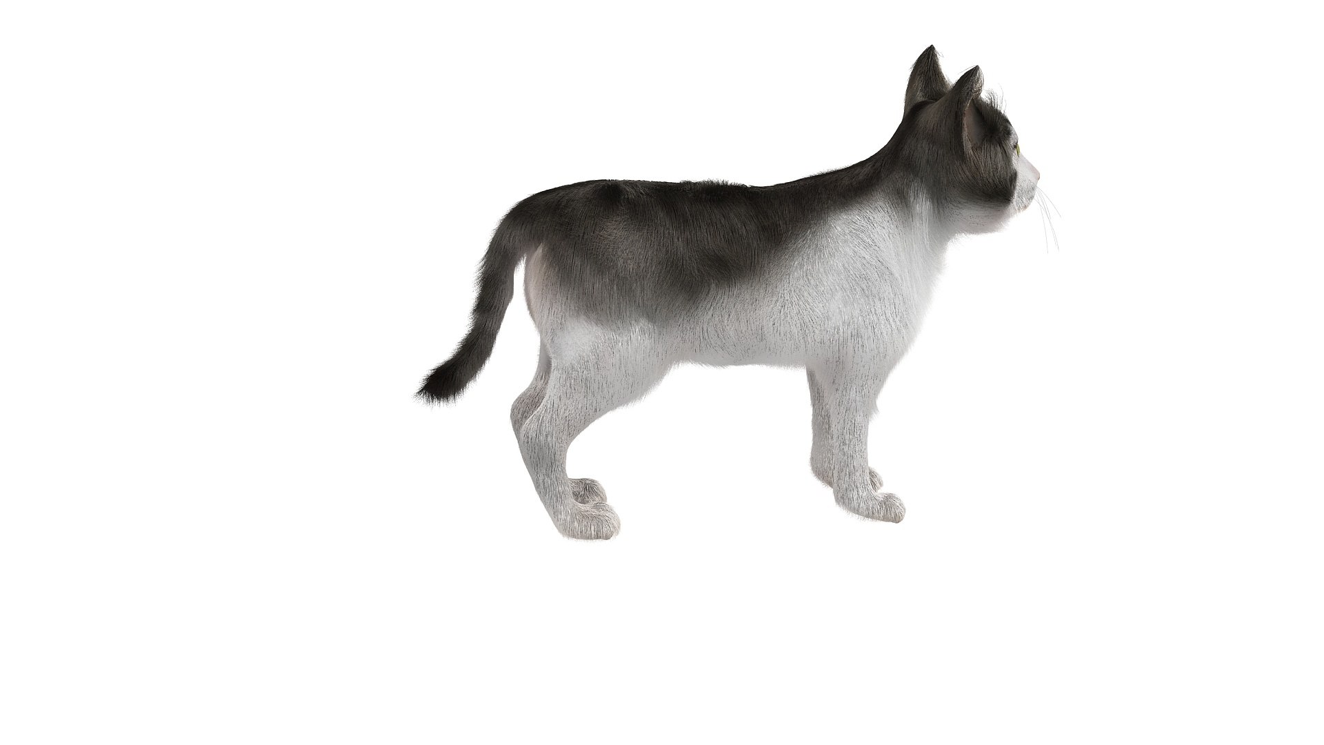 Realistic Cat Fur 3D Model - TurboSquid 1446807