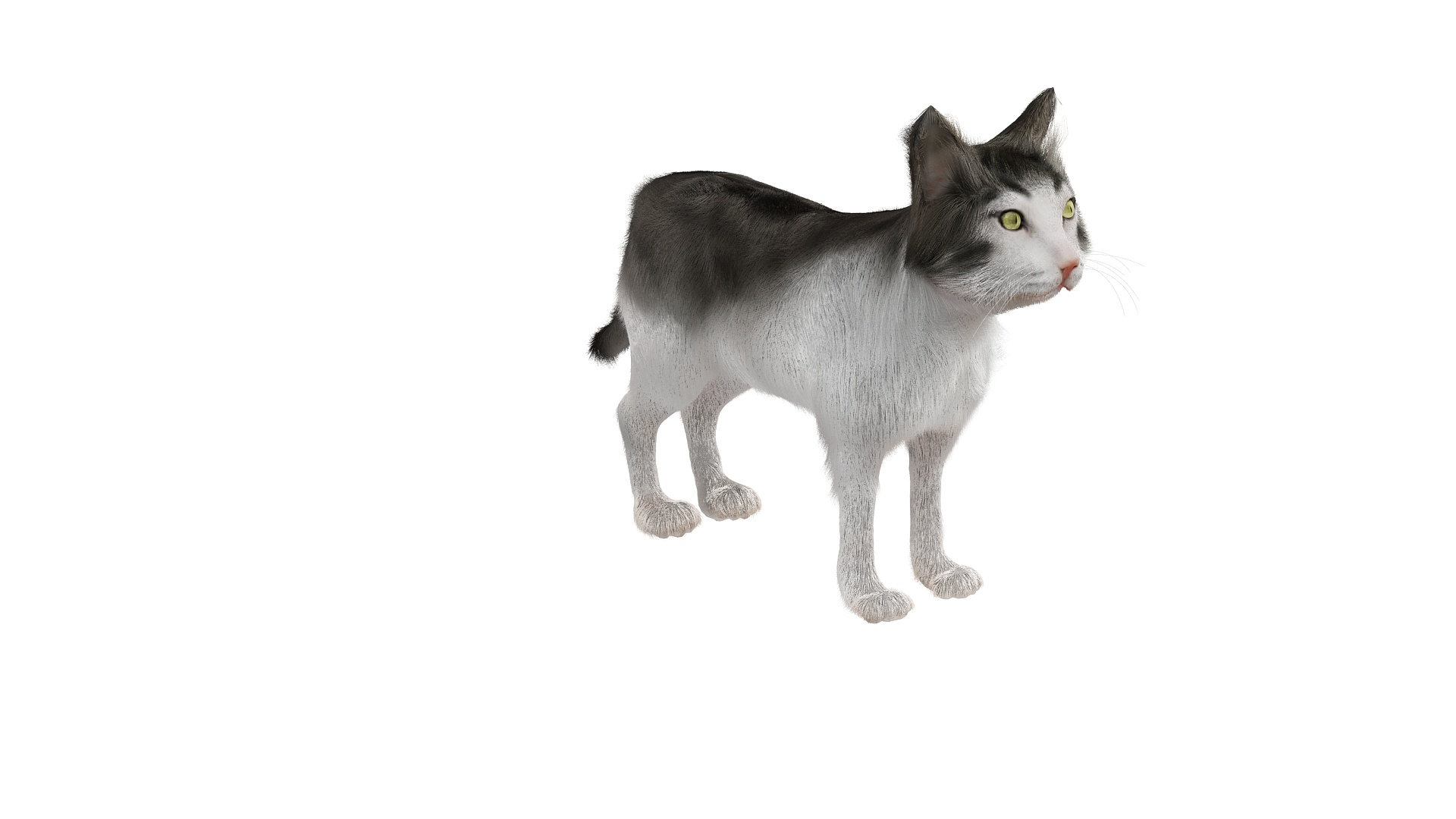 Realistic Cat Fur 3D Model - TurboSquid 1446807