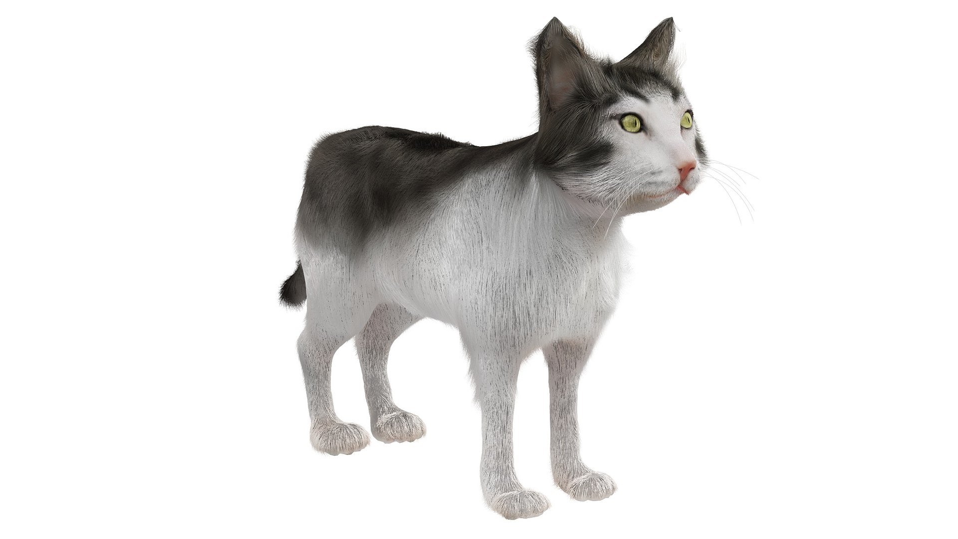 Realistic Cat Fur 3D Model - TurboSquid 1446807