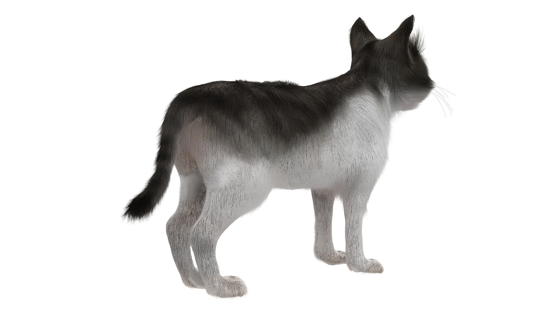 Realistic Cat Fur 3D Model - TurboSquid 1446807