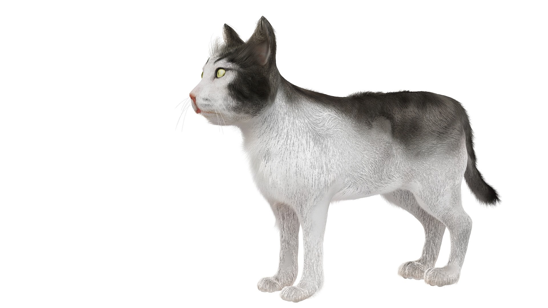 Realistic Cat Fur 3D Model - TurboSquid 1446807