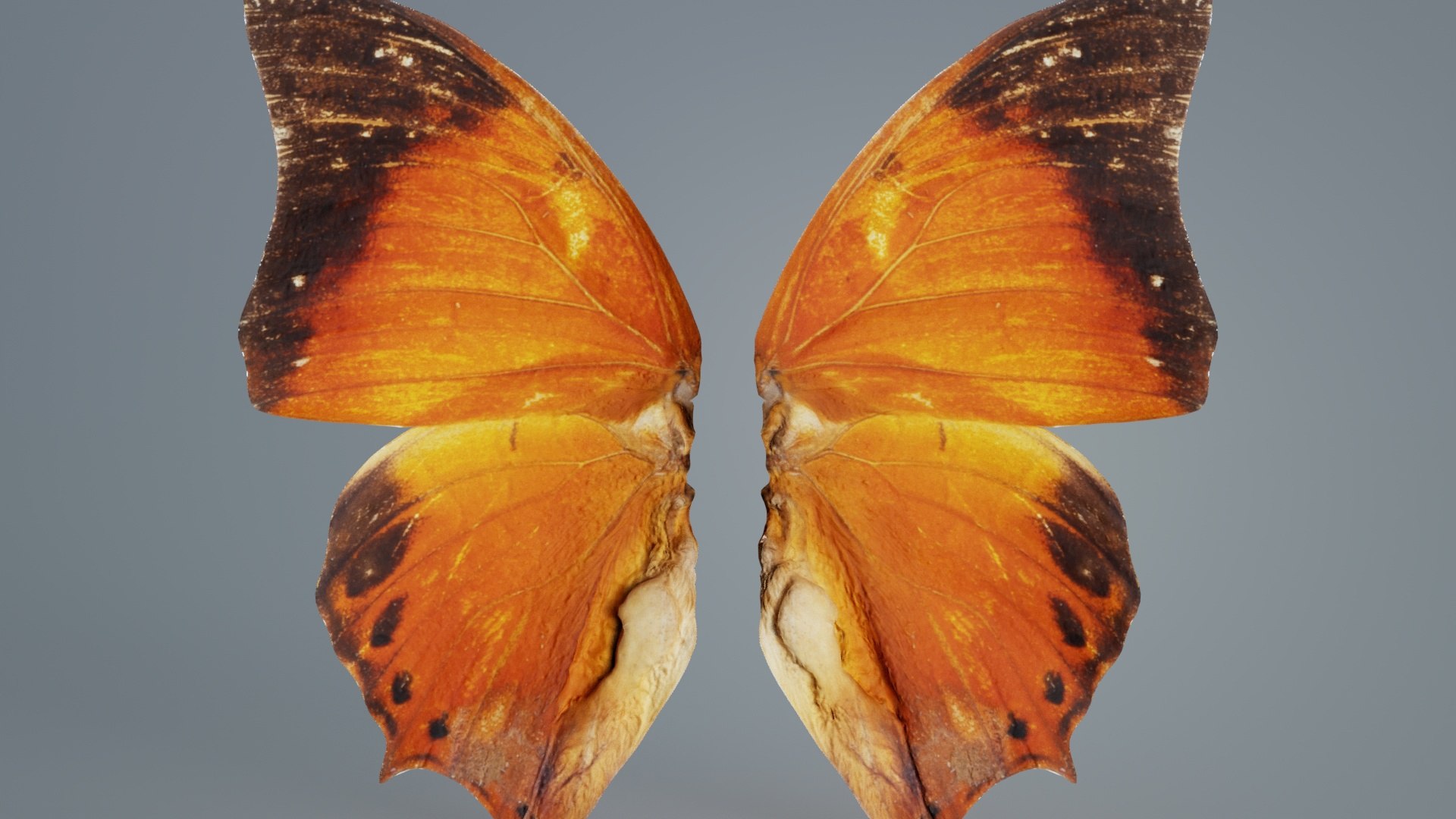 3D Tawny Rajah Charaxes Bernardus Remastered Model - TurboSquid 2359892