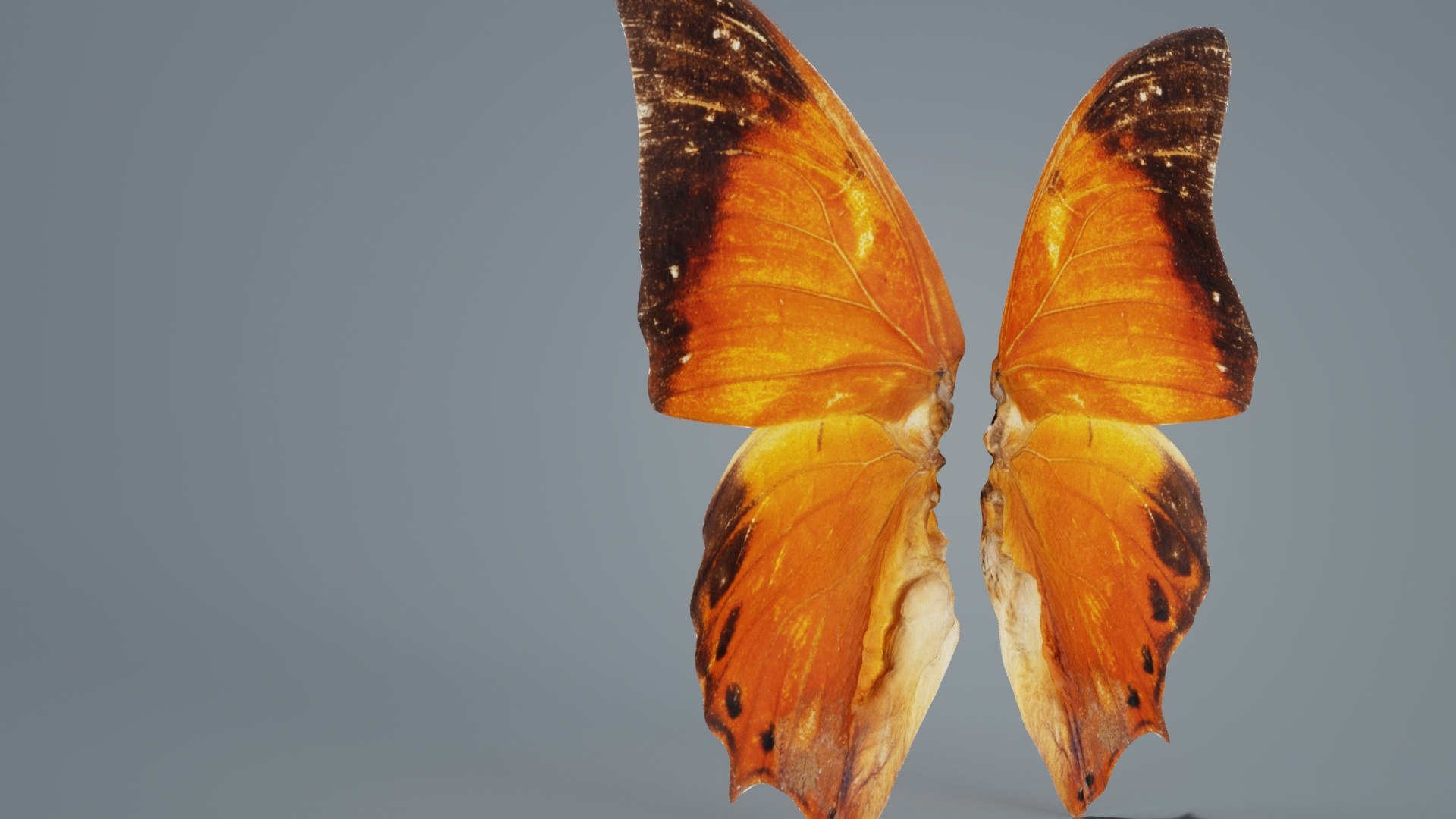 3D Tawny Rajah Charaxes Bernardus Remastered Model - TurboSquid 2359892