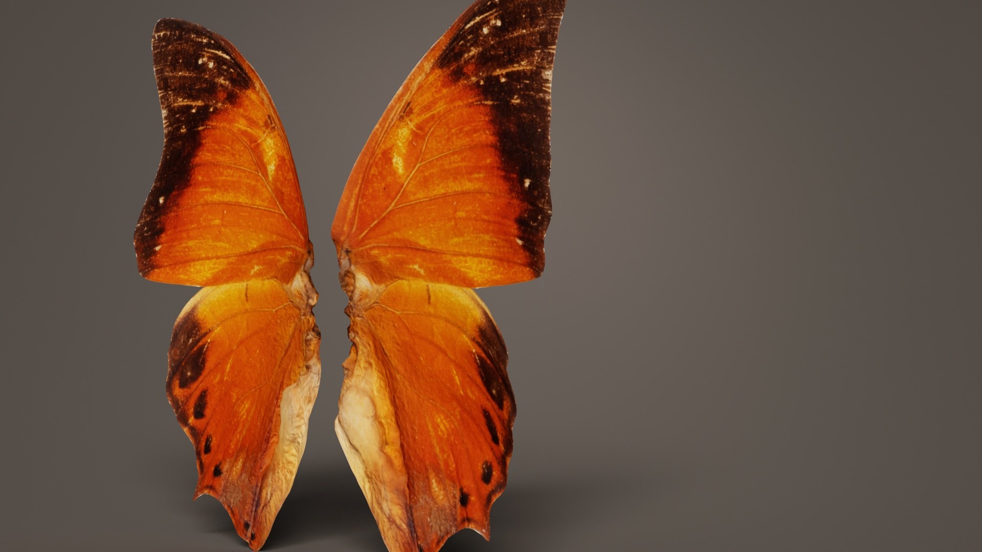 3D Tawny Rajah Charaxes Bernardus Remastered Model - TurboSquid 2359892