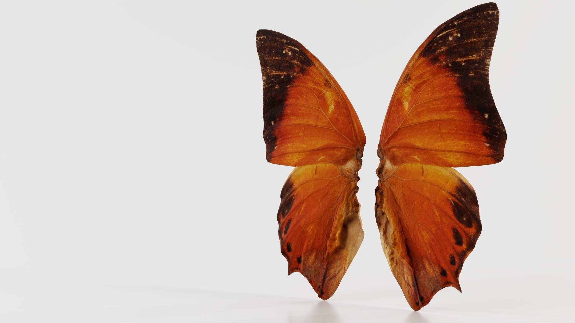 3D Tawny Rajah Charaxes Bernardus Remastered Model - TurboSquid 2359892