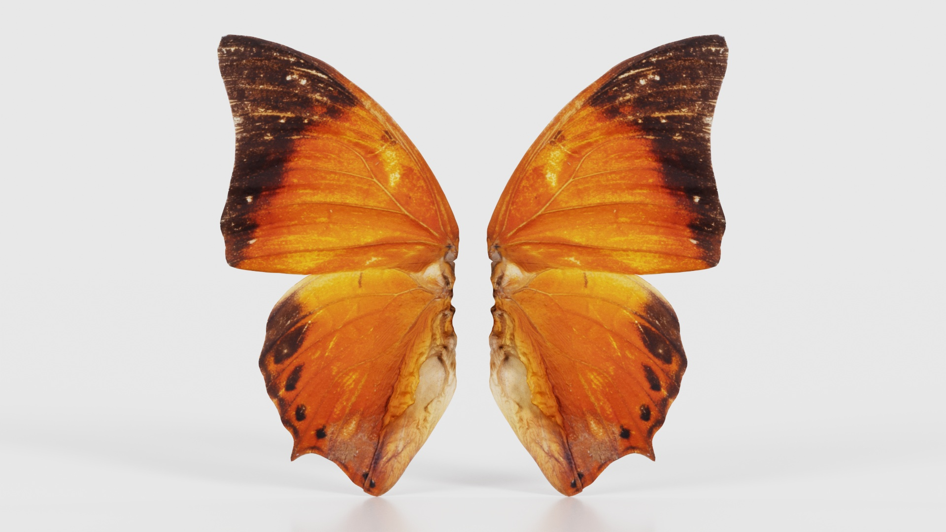 3D Tawny Rajah Charaxes Bernardus Remastered Model - TurboSquid 2359892
