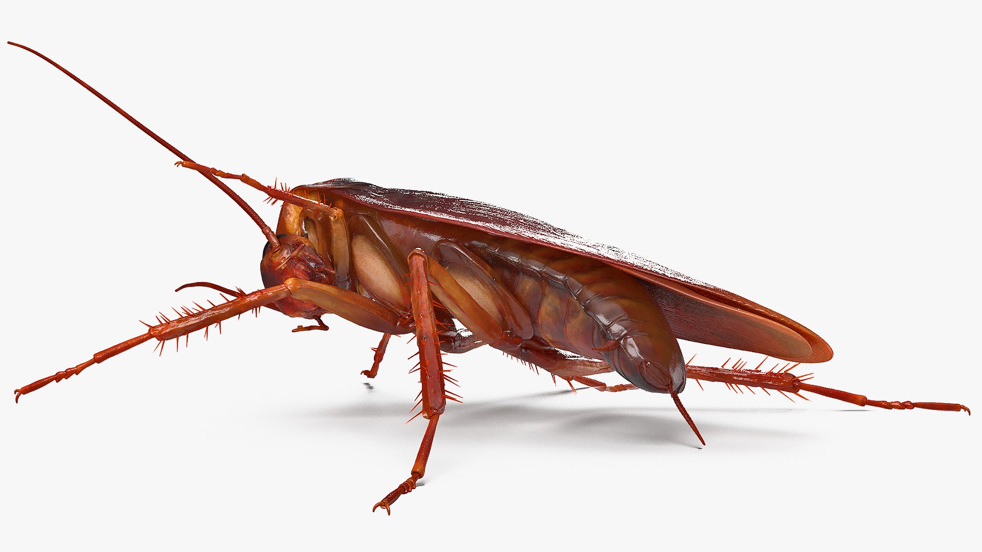 3D Animated Cockroach Cleans Paw Rigged For Cinema 4D Model ...