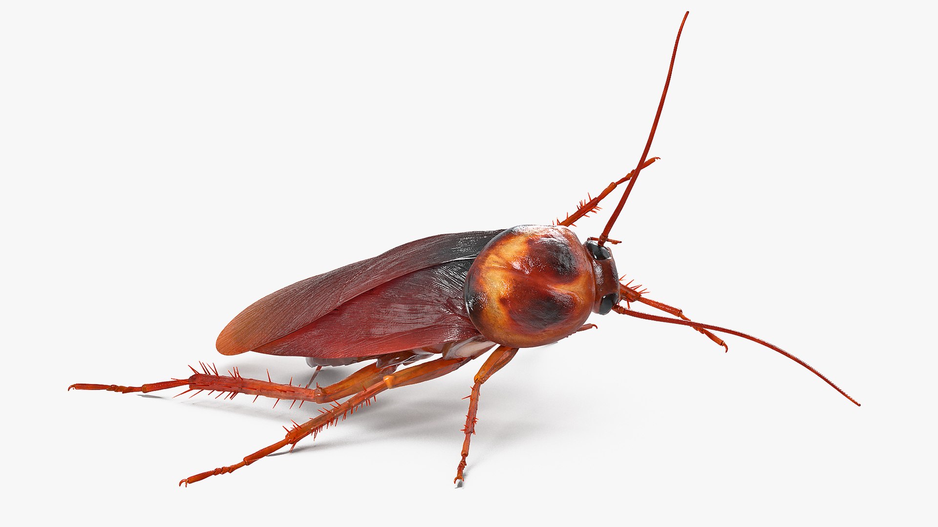 3D Animated Cockroach Cleans Paw Rigged For Cinema 4D Model ...