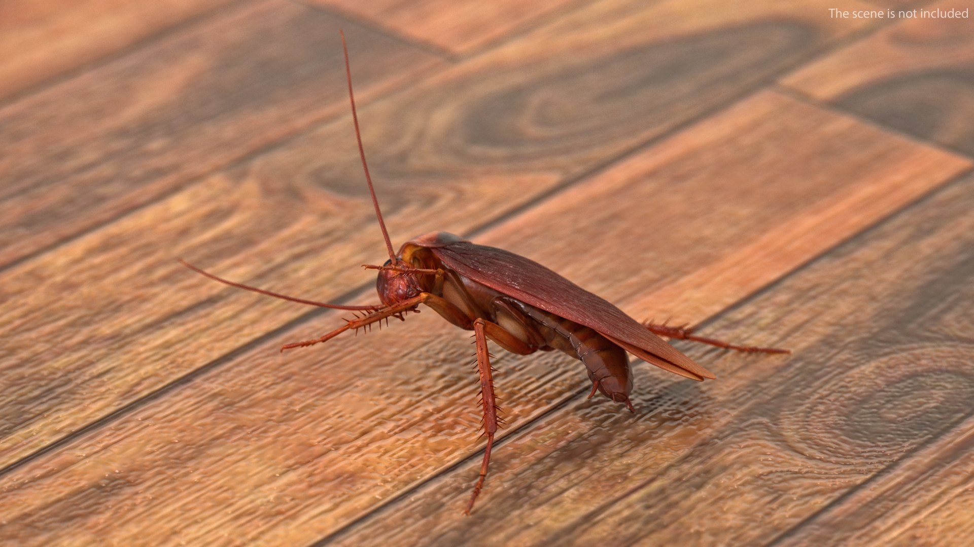 3D Animated Cockroach Cleans Paw Rigged For Cinema 4D Model ...